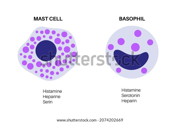 Basophil Mast Cell Icons Centre Adaptive Stock Vector (Royalty Free ...