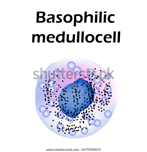 Basophils Structure Basophils Blood Cells Medullocell Stock Vector ...