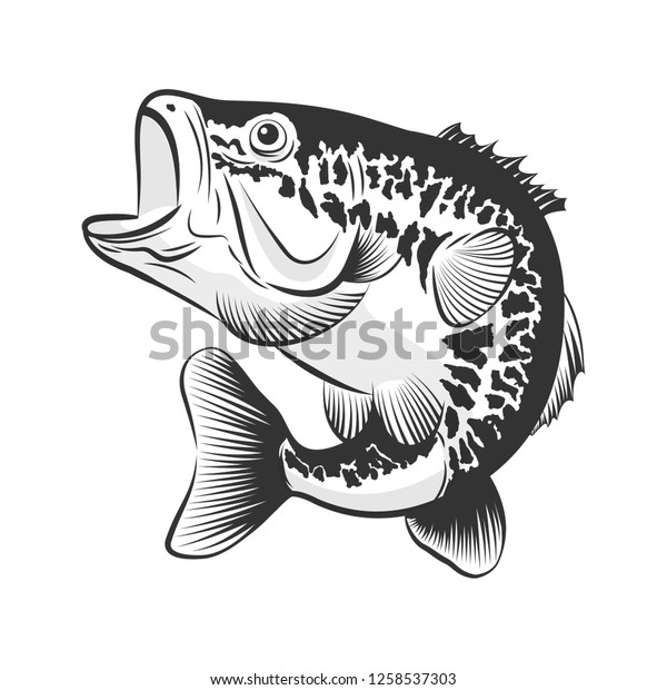 Bass Fish Line Drawing Style On Stock Vector (Royalty Free) 1258537303