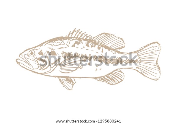 Bass Fish Line Drawing Style On Stock Vector (Royalty Free) 1295880241 ...