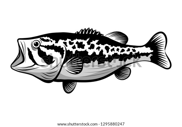 Bass Fish Line Drawing Style On Stock Vector (Royalty Free) 1295880247