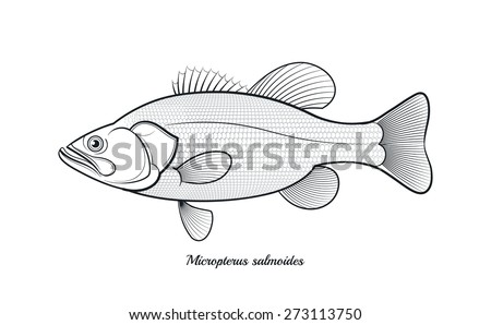 Bass Fish Outline | Free download on ClipArtMag