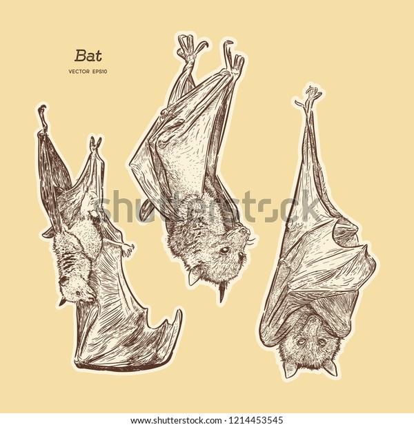 Bat Illustration Drawing Engraving Ink Line Stock Vector (Royalty Free ...