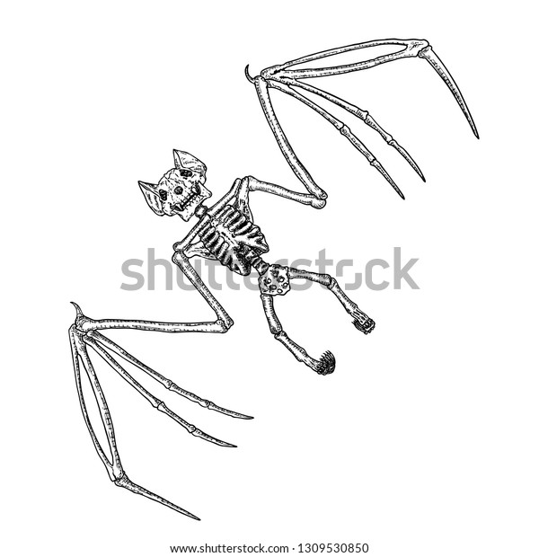 Bat Skeleton Drawing Gothic Illustration Aggressive Stock Vector ...