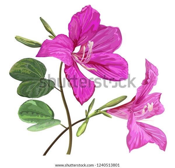 Bauhinia Flowers Vector Illustration Stock Vector (Royalty Free ...