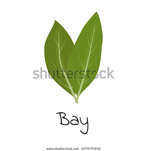 Bay Herb Cartoon Vector Illustration Stock Vector (Royalty Free ...