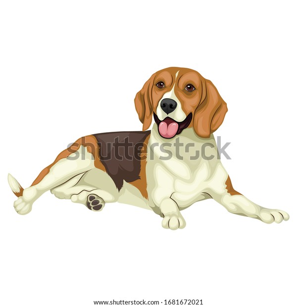 Beagle Dog Sitting Pose Vector Illustration Stock Vector (Royalty Free ...