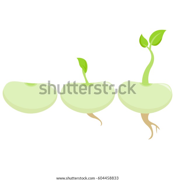 Bean Sprouts Growing Vector Illustration Stock Vector (Royalty Free ...