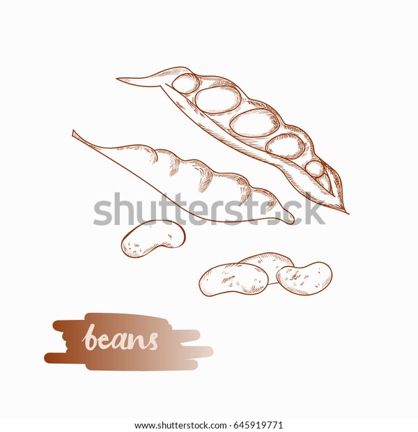 Beans Hand Drawn Illustration Isolated On Stock Vector (Royalty Free ...