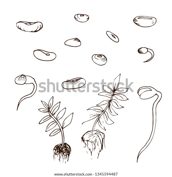 Beans Icons Set Hand Drawn Style Stock Vector (Royalty Free) 1345594487 ...
