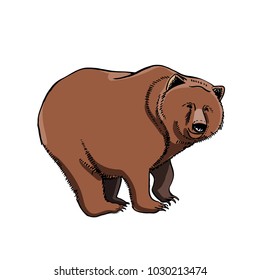Bear Hand Drawing Sketch On White Stock Vector (Royalty Free ...