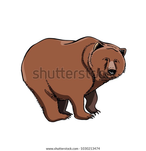 Bear Hand Drawing Sketch On White Stock Vector (Royalty Free ...