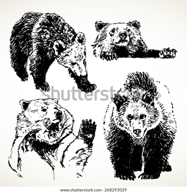 Bear Sketches Set Hand Drawn Vector Stock Vector (Royalty Free ...