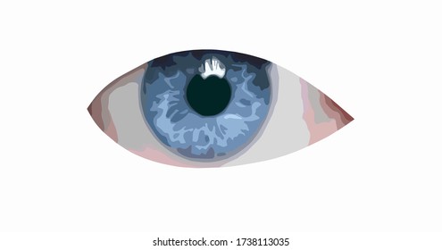 Eye Eye Color Blue Stock Vector (Royalty Free) 412511257
