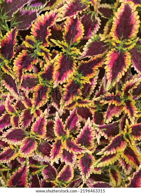 Beautiful Colorful Common Coleus Leaf Pattern Stock Vector (Royalty ...