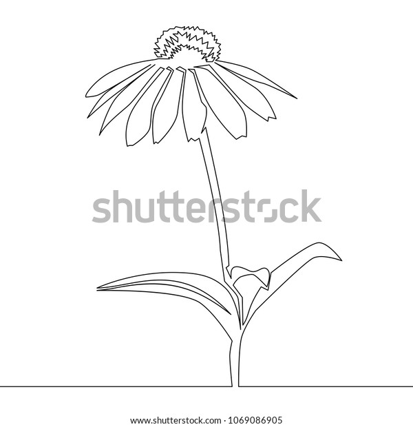 Beautiful Flower Echinacea Continuous Line Drawing Stock Vector ...
