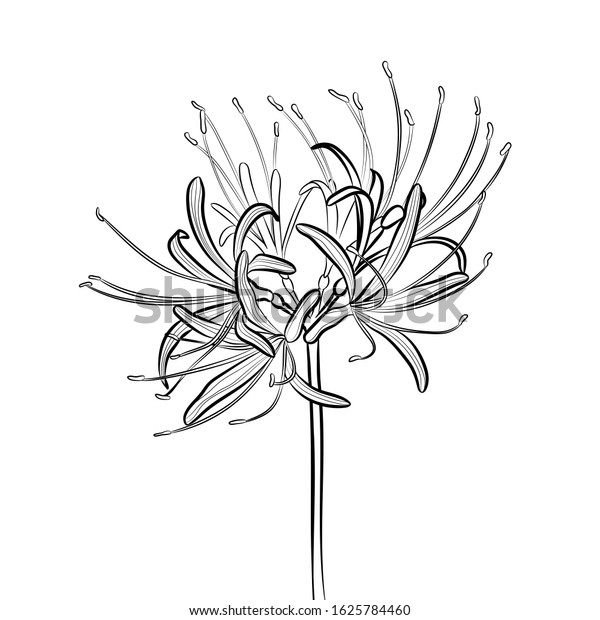 Beautiful Flower Lycoris Radiata Red Spider 스톡 벡터(로열티 프리) 1625784460 ...