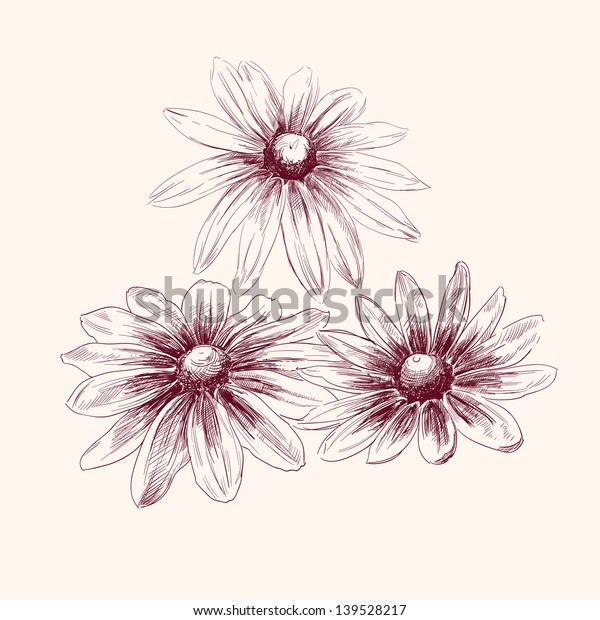 Beautiful Flowers Daisies Drawing Vector Illustration Stock Vector ...