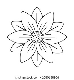 Outline Drawing Flower Gazania White Background: vector de stock (libre ...