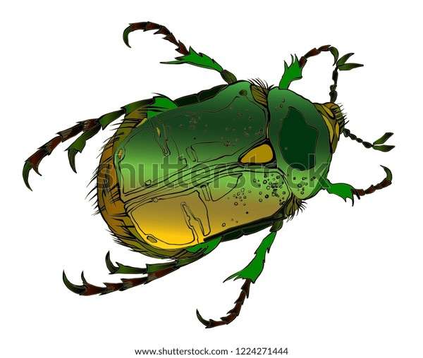 Beautiful Green Beetle Isolated Vector Illustration Stock Vector ...