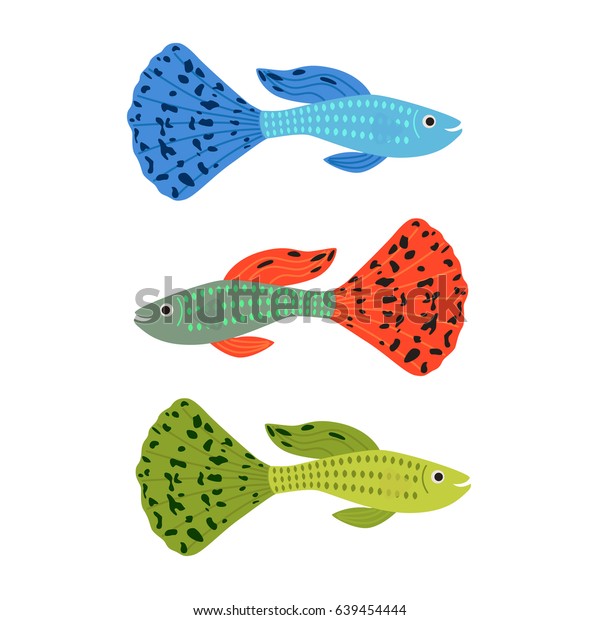 Beautiful Guppy Fish Vector Stock Vector (Royalty Free) 639454444 ...