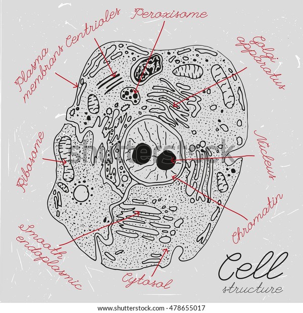Beautiful Handdrawn Cell Drawing Dark Grey Stock Vector (Royalty Free ...