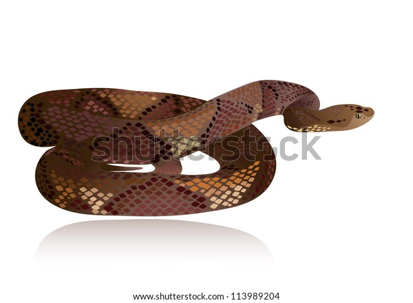 Beautiful Realistic Brown Snake Stock Vector (Royalty Free) 113989204 ...
