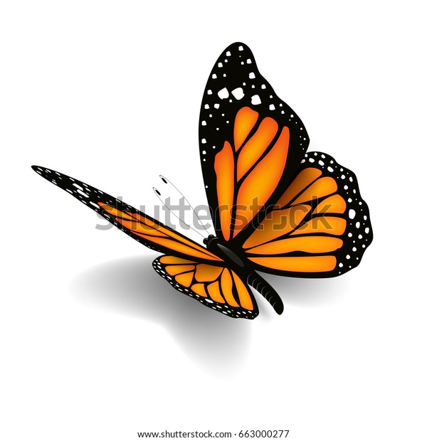 Beautiful Realistic Butterfly Vector Illustration Stock Vector (Royalty ...