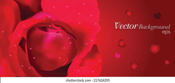 Beautiful Red Rose Banner Vector Eps10 Stock Vector (Royalty Free ...