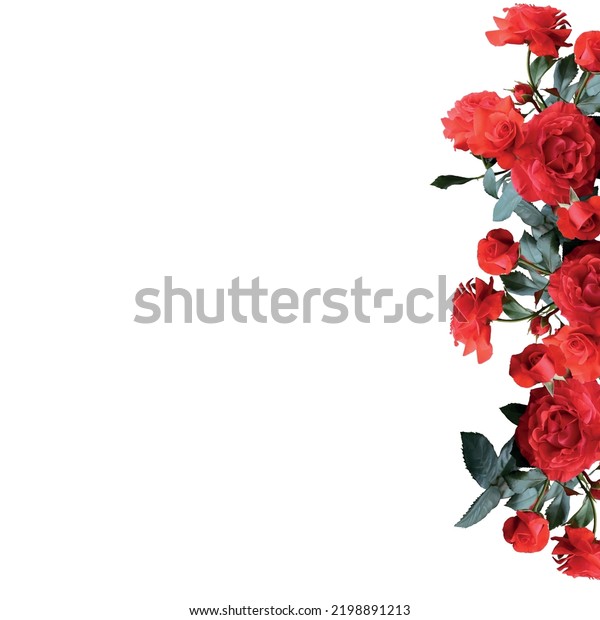 Beautiful Red Roses Template Design Minimal Stock Vector (Royalty Free ...