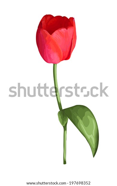Beautiful Red Tulip Effect Watercolor Drawing Stock Vector (Royalty ...