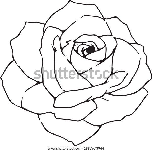 Beautiful Rose Line Drawing Vector Illustration Stock Vector (Royalty ...