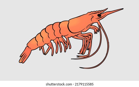 Beautiful Shrimp Design File Shrimp Vector Stock Vector (Royalty Free ...