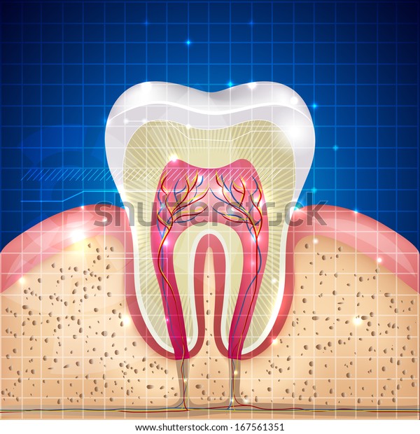 Beautiful Tooth Cross Section Illustration Deep Stock Vector (Royalty ...