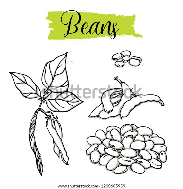 Beautiful Vector Hand Drawn Beans Organic Stock Vector (Royalty Free ...
