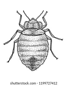 「Bed Bug Illustration Drawing Engraving Ink」のベクター画像素材（ロイヤリティフリー ...