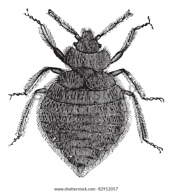 Bed Bugs Cimex Lectularius Cimicidae Vintage Stock Vector (Royalty Free ...
