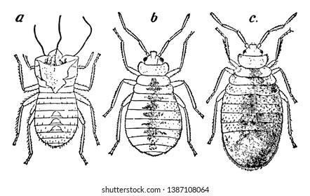 Bedbug Cast Off Nymphal Skin Vintage Stock Vector (Royalty Free ...