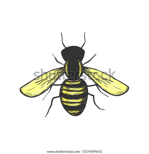 Bee Hand Drawn Colored Illustration Simple Stock Vector (Royalty Free ...