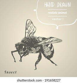 Bee Hand Drawn Vector Illustration Stock Vector (Royalty Free) 191658227