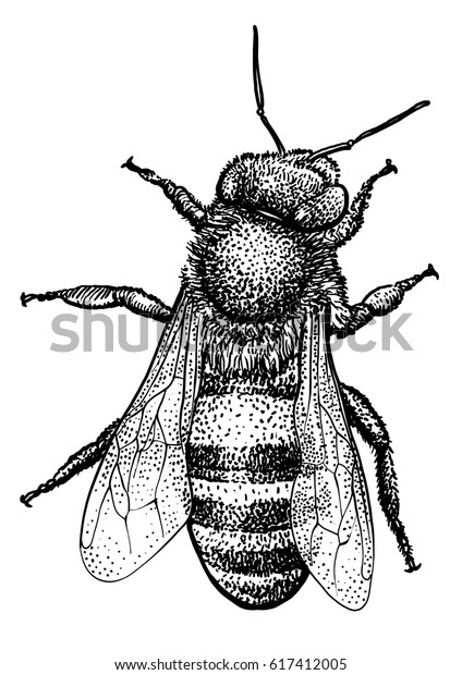 Bee Illustration Drawing Engraving Ink Line Stock Vector (Royalty Free ...