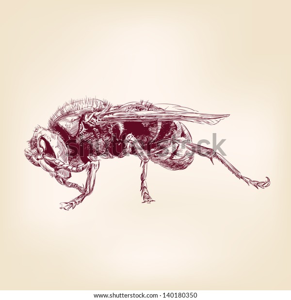 Bee Insect Hornet Hand Drawn Vector: เวกเตอร์สต็อก (ปลอดค่าลิขสิทธิ์ ...