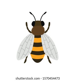Bee Top View Vector Illustration Isolated Stock Vector (Royalty Free ...