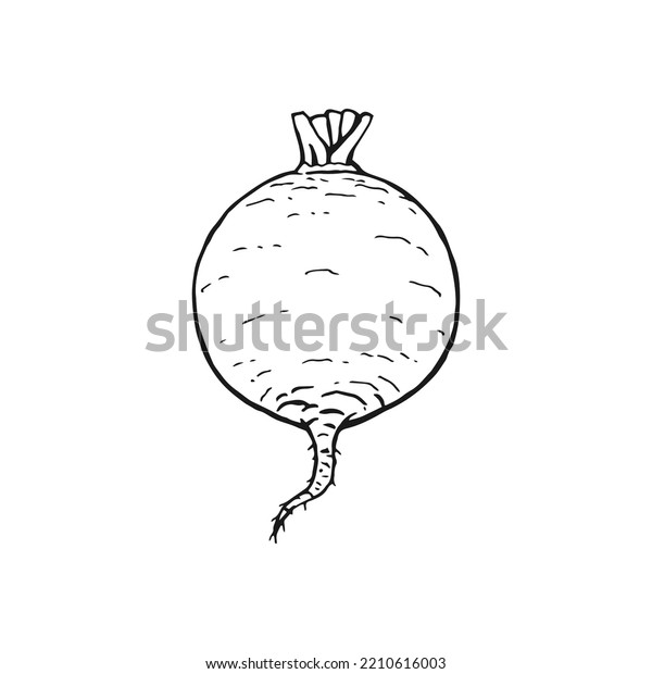 Beet Outline Hand Drawn Vector Illustration Stock Vector (Royalty Free ...