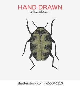 Structure Beetle Vector Diagram Stock Vector (Royalty Free) 416872444