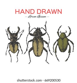 Structure Beetle Vector Diagram: vector de stock (libre de regalías ...