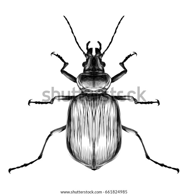 Beetle Top View Symmetrical Sketch Vector Stock Vector (Royalty Free ...