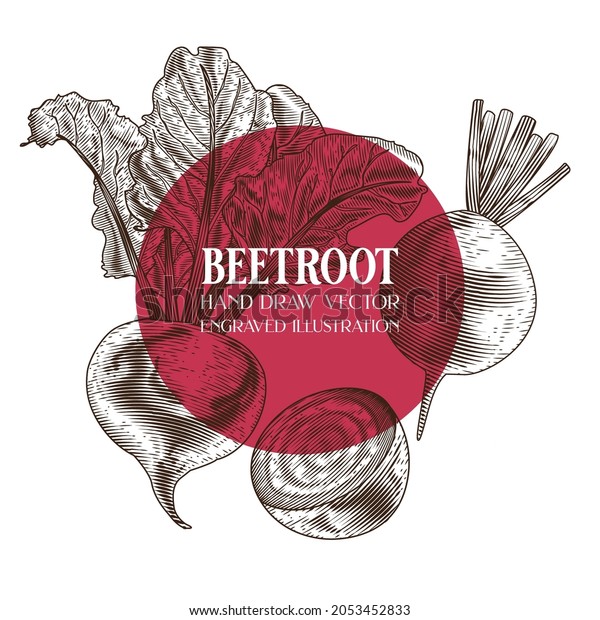 Beetroot Hand Draw Vector Engraving Illustration Stock Vector (Royalty ...