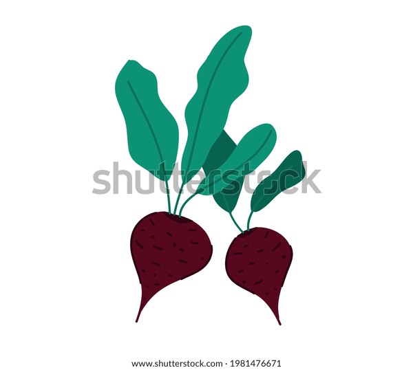 Beets Leaves Cartoon Flat Style Beetroot Stock Vector (Royalty Free ...