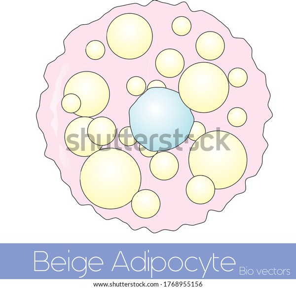 Beige Adipocyte Fat Cell Vector Illustration Stock Vector (Royalty Free ...